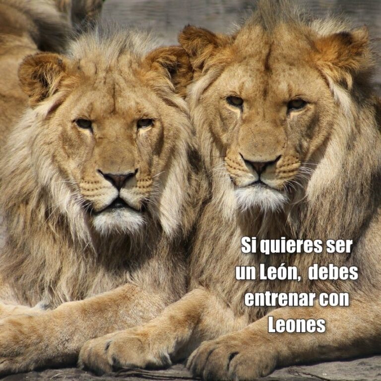 Luchar como un León: Significado y Símbolo | Salud & Movimiento